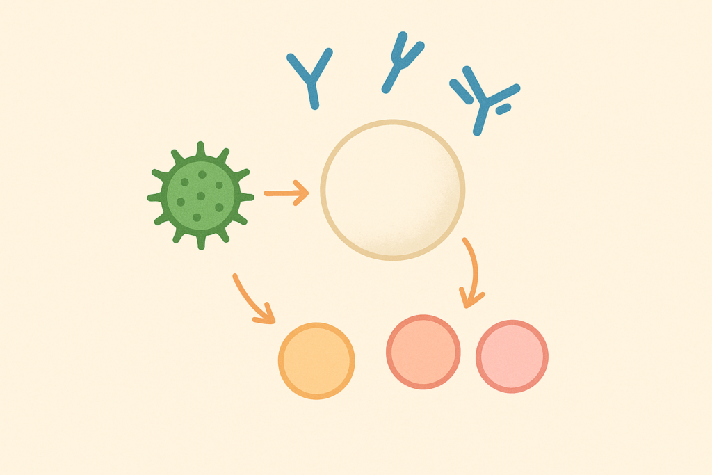Immune System - Gaurav Tiwari